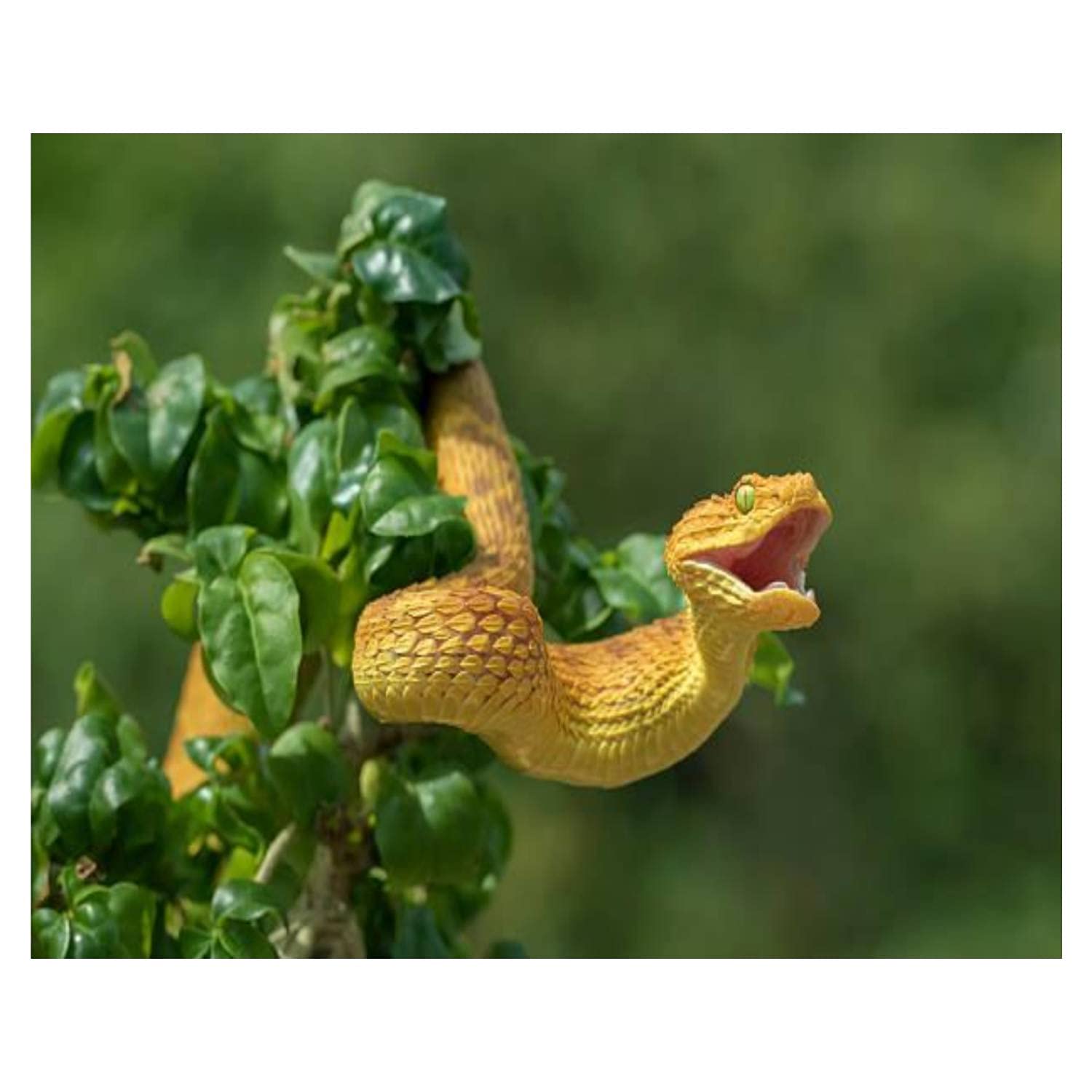 Bush Viper Snake Drawings