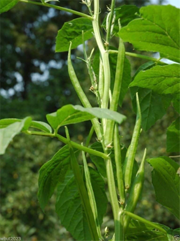 Buy Extra-Long Heirloom Giant Philippine Okra at Ubuy Philippines