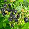 Amazon.com : 2 Navaho Thornless BlackBerry Plants Live for Planting 5 ...