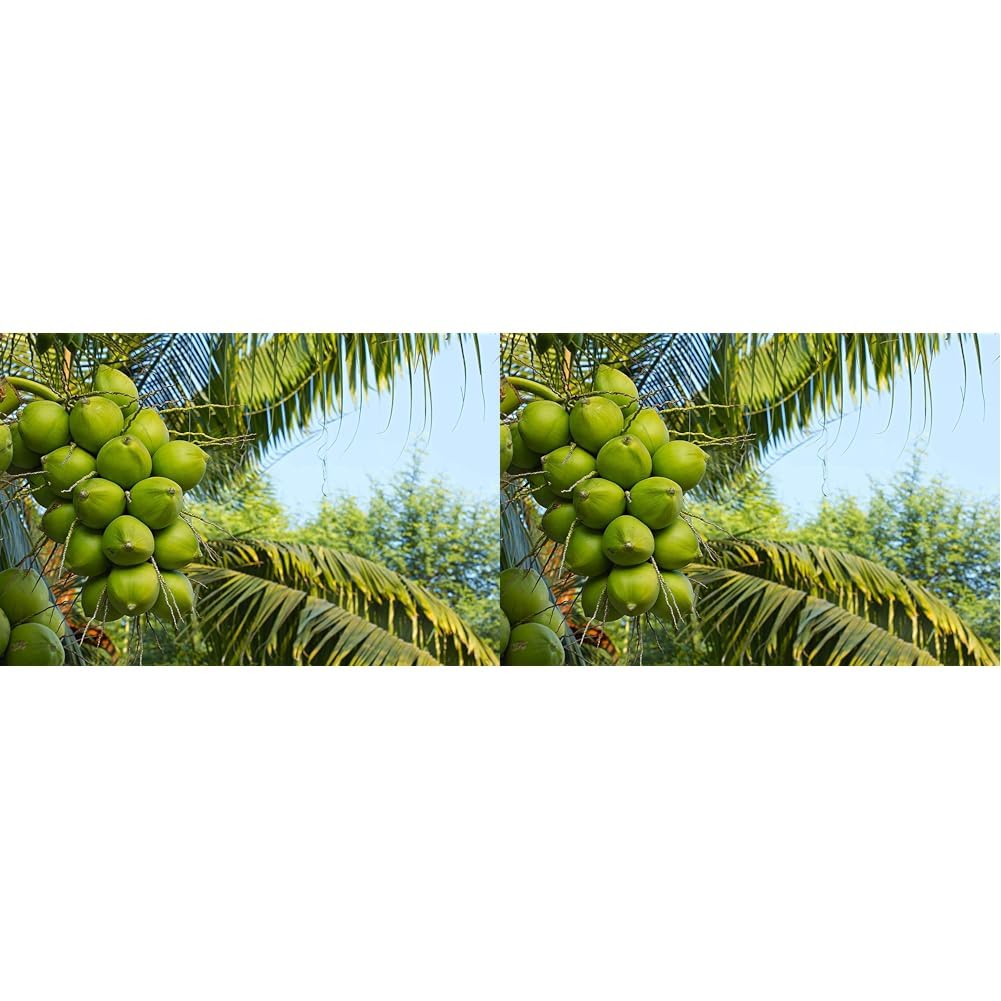 Creative Farmer Hybrid Dwarf High Yield Green Coconut Fruit Tree Or ...