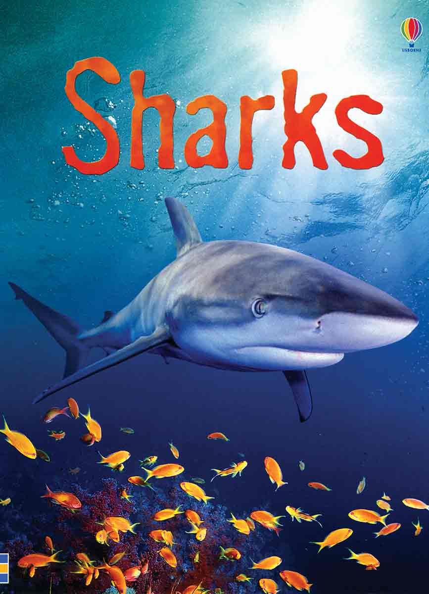 Amazon | Sharks (Usborne Beginners) | Clarke, Catriona, Relf, Adam ...