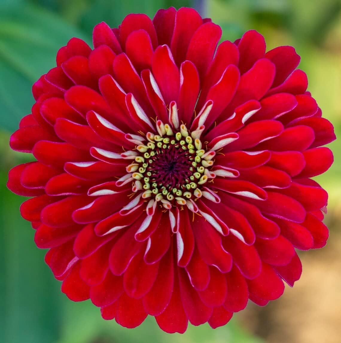 Amazon.com : Bernary's Giant Scarlet Red Zinnia Bouquet Flower Premium ...
