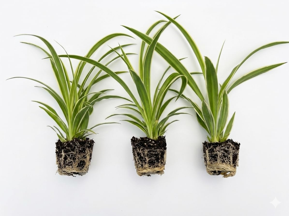 Amazon.com : 3 Pack Airplane Spider Plant – Live Indoor Houseplant ...