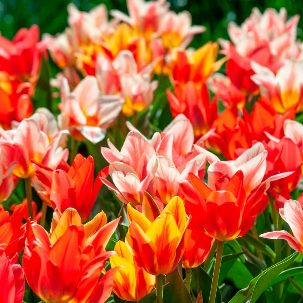 Tulip Bulbs - Mixed Tulips Collection - Spring Flowering Bulbs ...