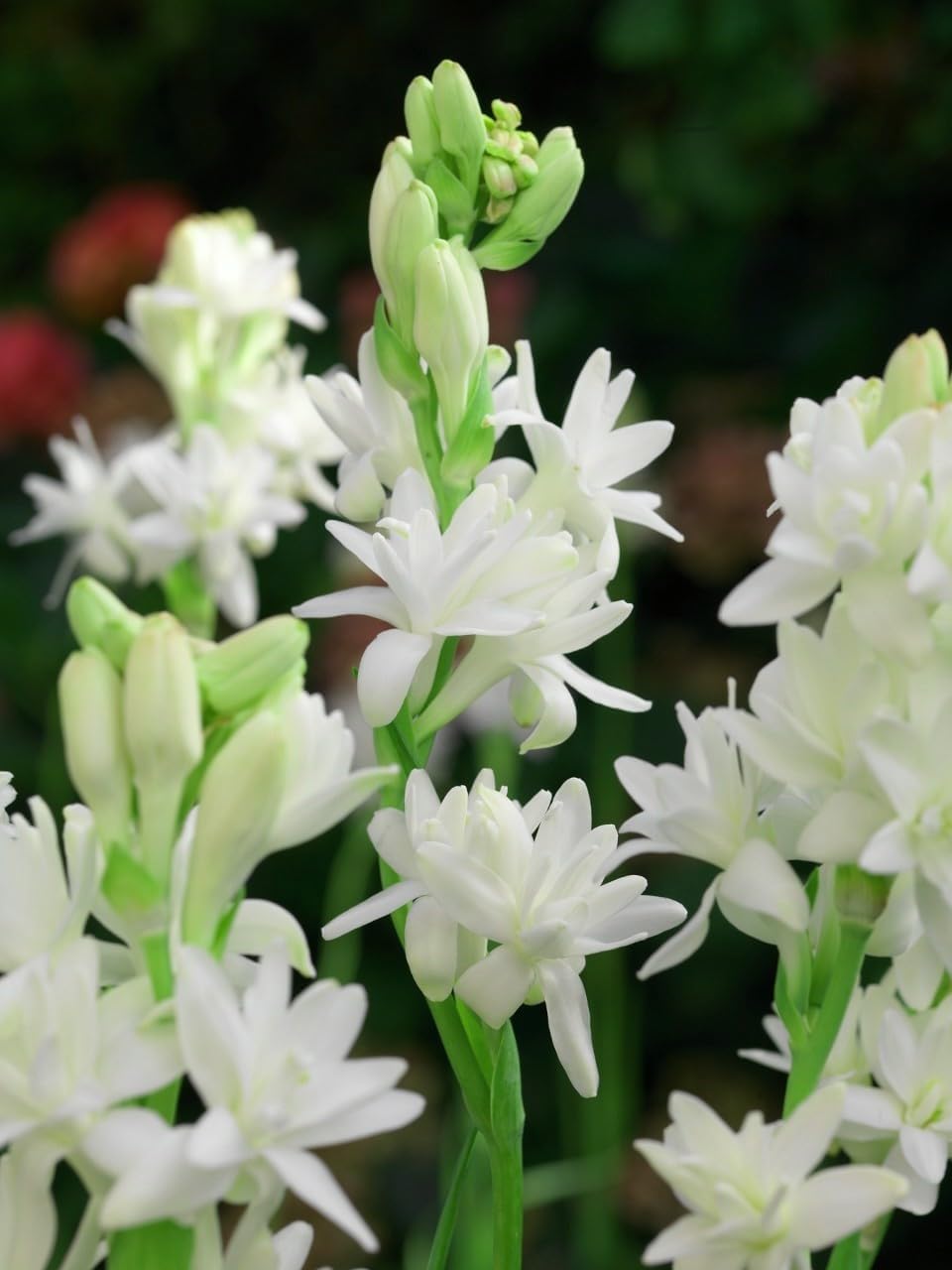 Amazon.com : Tuberose Bulbs,Sweet Scent and Flowers,Fragrant Flowers ...