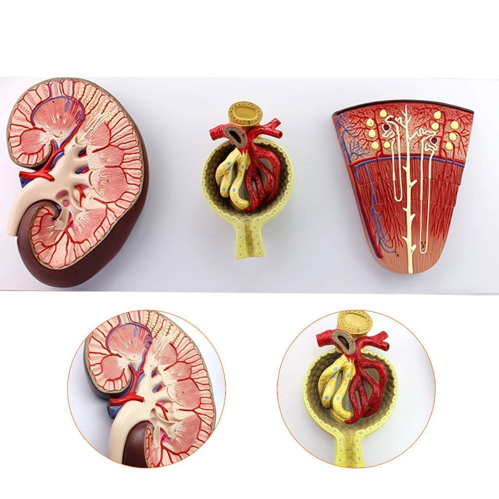 Buy Educational model renalanatomical model - kidney and nephron, model ...