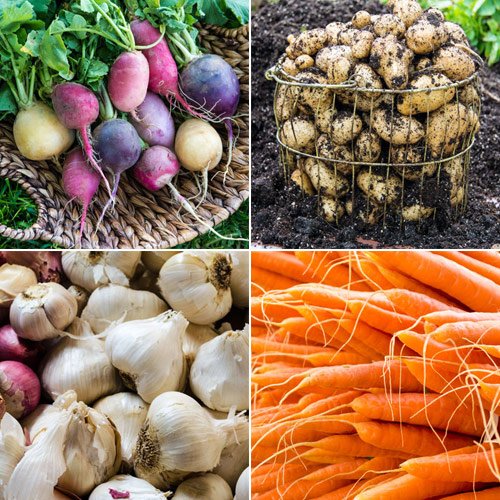 Amazon.com : Root Crops Alive! Fertilizer - 6 lbs : Patio, Lawn & Garden