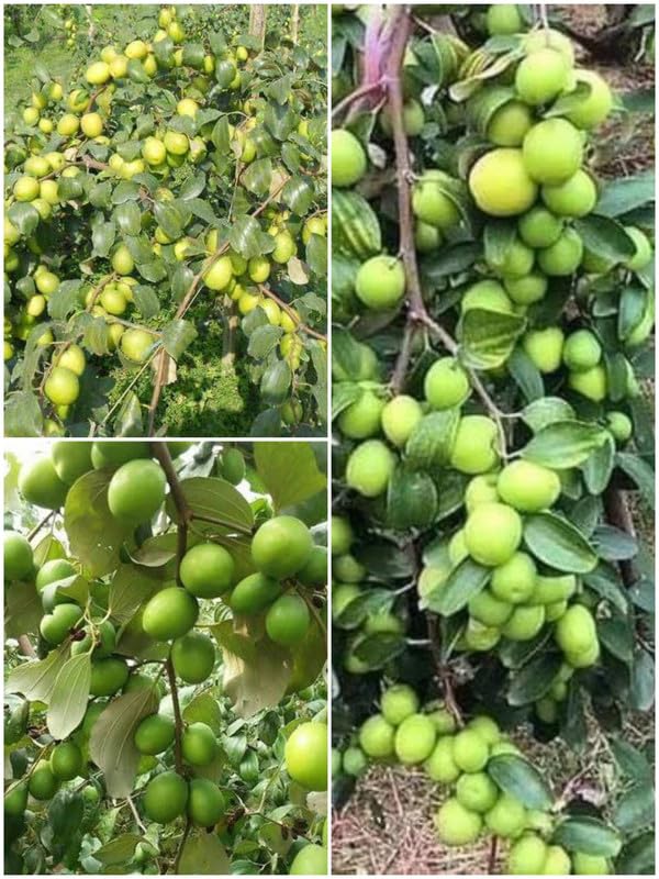 Ber Plant Sweet Thailand Red Apple Ber/Kul, Kool Tree Plant Most ...