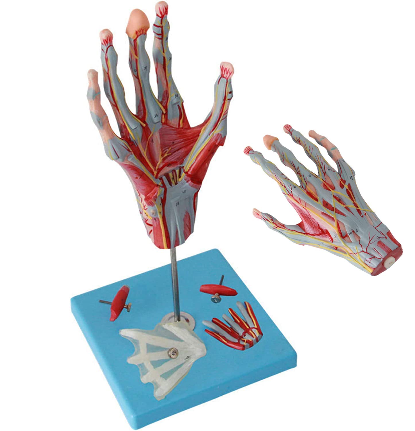 Buy ERNP Hand model Skeleton model with ligaments Human muscles model ...