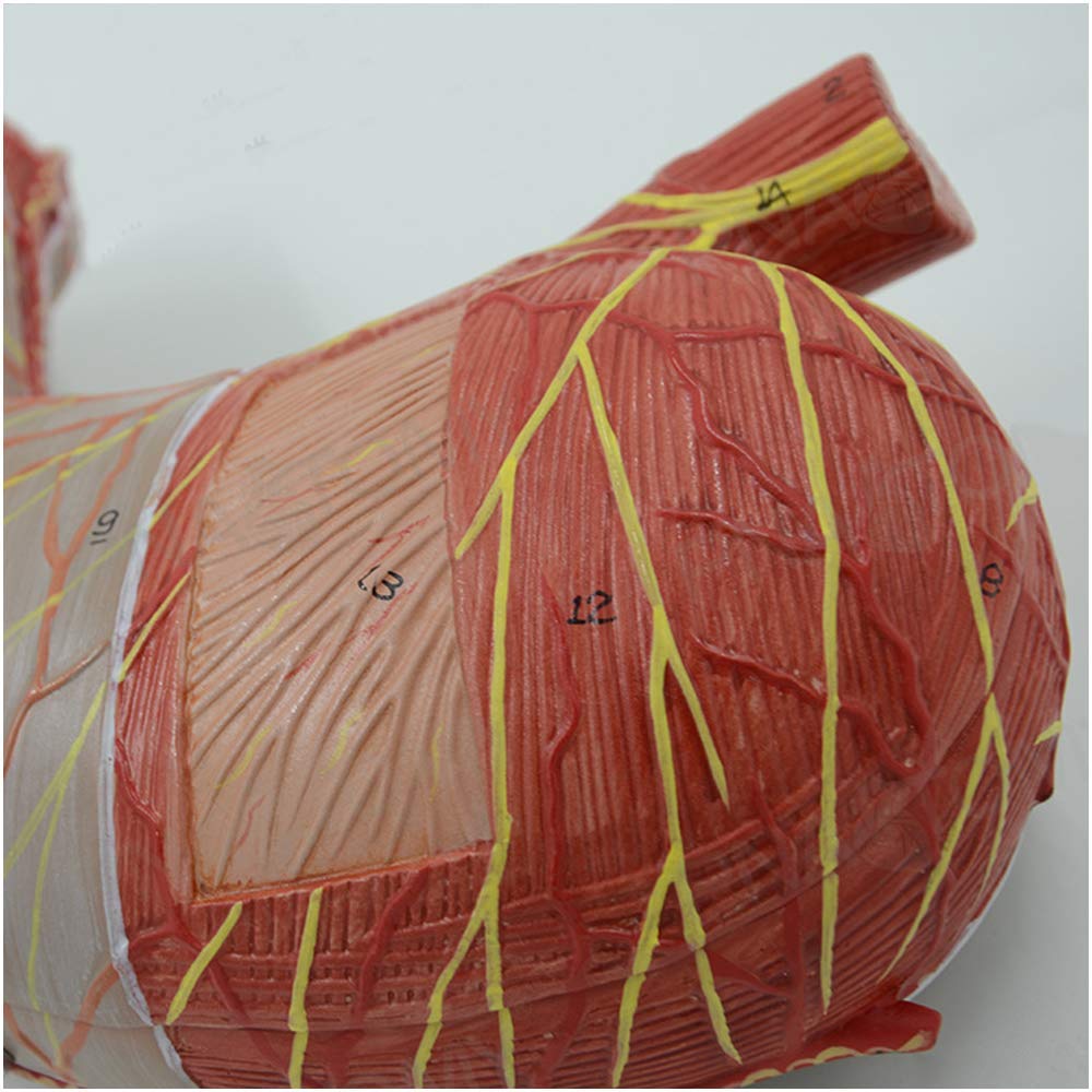 Buy JHGF Stomach Organ Anatomical Model - Medical Science Stomach Model ...