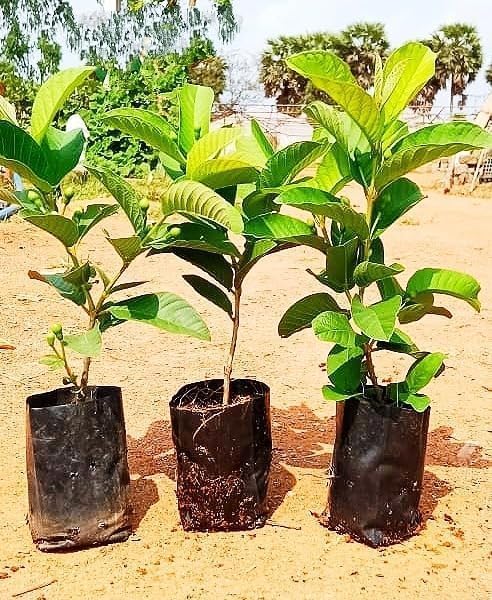 ALLTIME JAPANESE SEEDLESS RED DIAMOND GUAVA AMRUD FRUIT GRAFTED LIVE ...