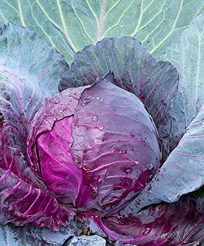 Red Cabbage Vegetable Seeds For Winter Season pack of 30 seeds : Amazon ...