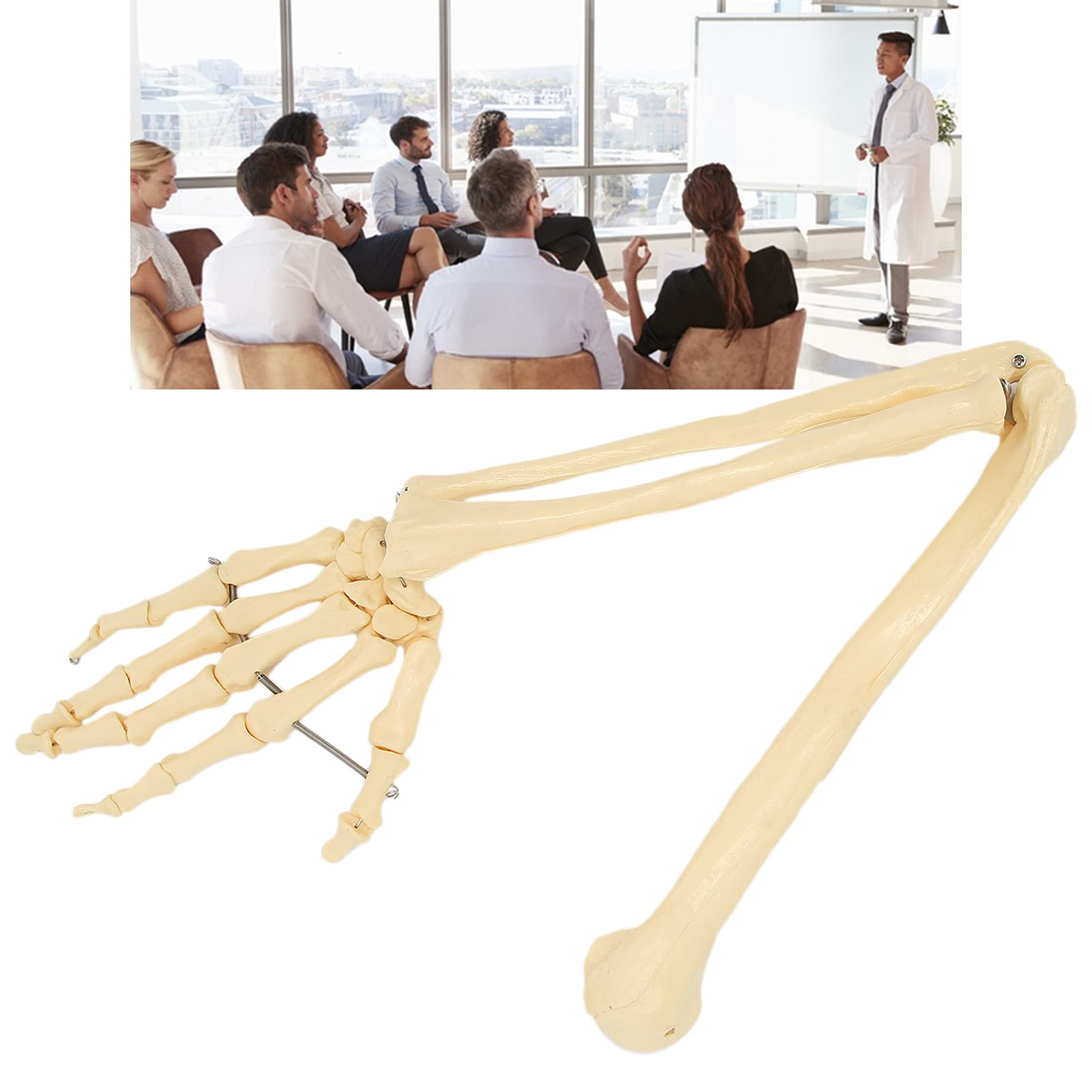 Buy Arm Model, Professional Model Upper Limb Upper Limb Model for Model ...
