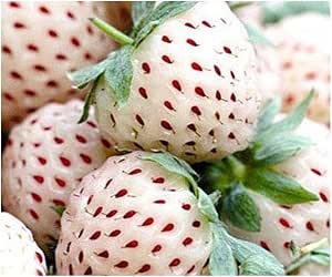 Fraises blanches - fraises ananas - 30 graines : Amazon.fr: Jardin