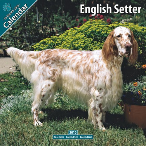 English Setter 2010 Wall Calendar #10091-10: Pet Prints: 5038455001292 ...