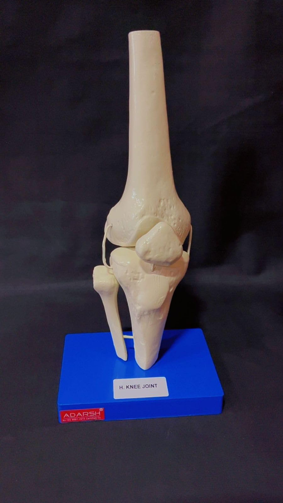Ai Human Knee Joint Model Anatomically Accurate Orthopedic Model With ...