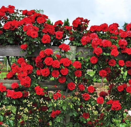 Live Rare Live Climbing Rose Creeping Wild Rambling Ornamental Trellis ...