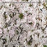 【発売日：2023年02月05日】・製造元:JAMU.STUDIO