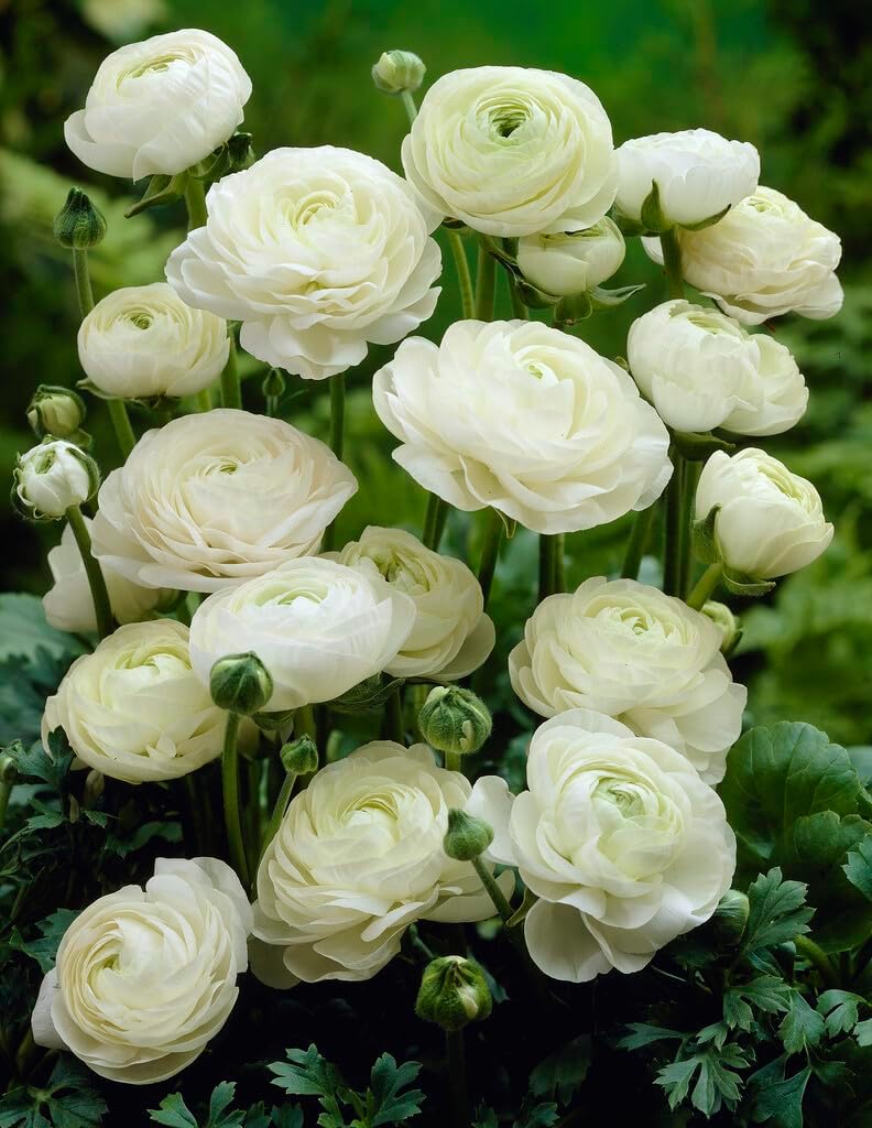 Amazon.com : White Ranunculus Bulbs for Planting, Beautiful Long Lasting Flowers (5 Bulbs ...