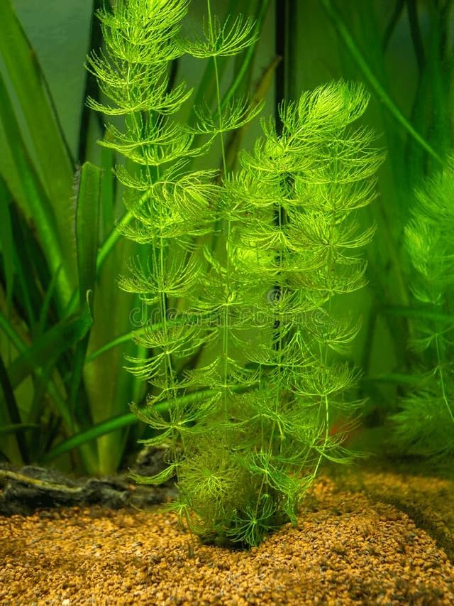 Foxtail Aquarium Live Plant,Live Plant for Foxtail Aquarium (Pack of 15 ...