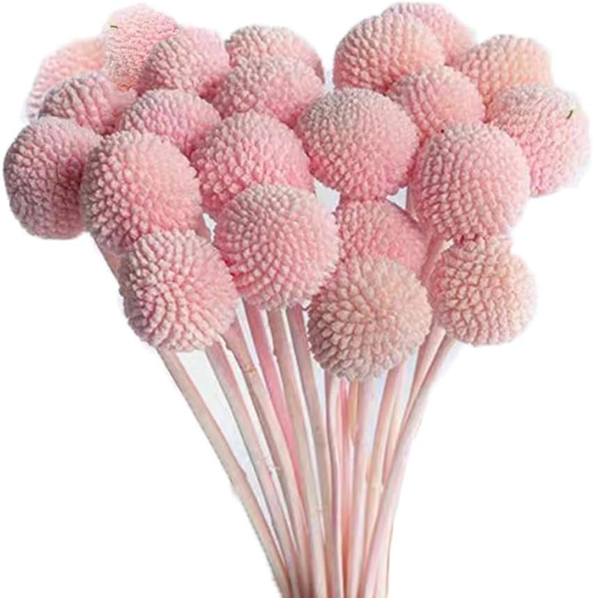 Amazon.com: 30pcs Natural Dried Flowers Craspedia Billy Balls Flowers ...