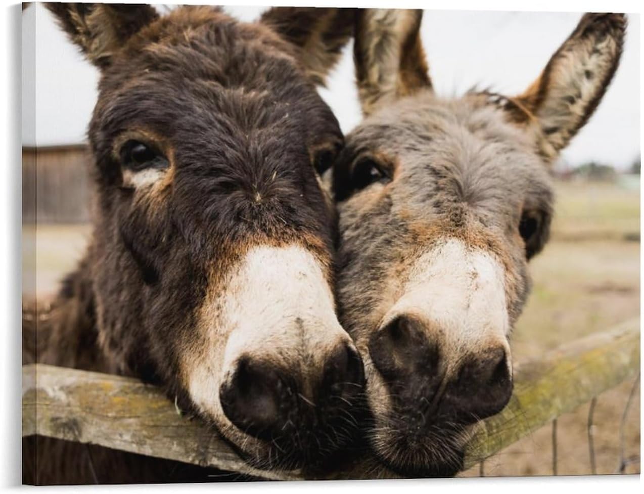 Amazon.com: Donkeys Animals Head Canvas Posters Prints Framed Wall Art Modern Canvas Painting ...