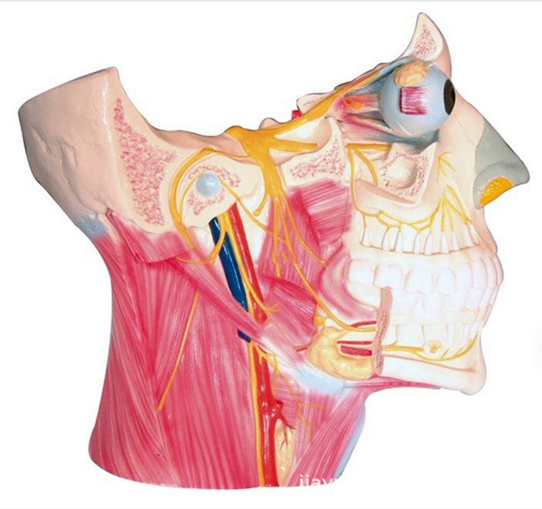 Anatomia Della Laringe Functional Larynx Model | | Fisiosupplies.it