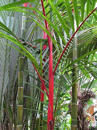 Creative Farmer Palm Tree Live Plant Indoor & Outdoor - Rare ...