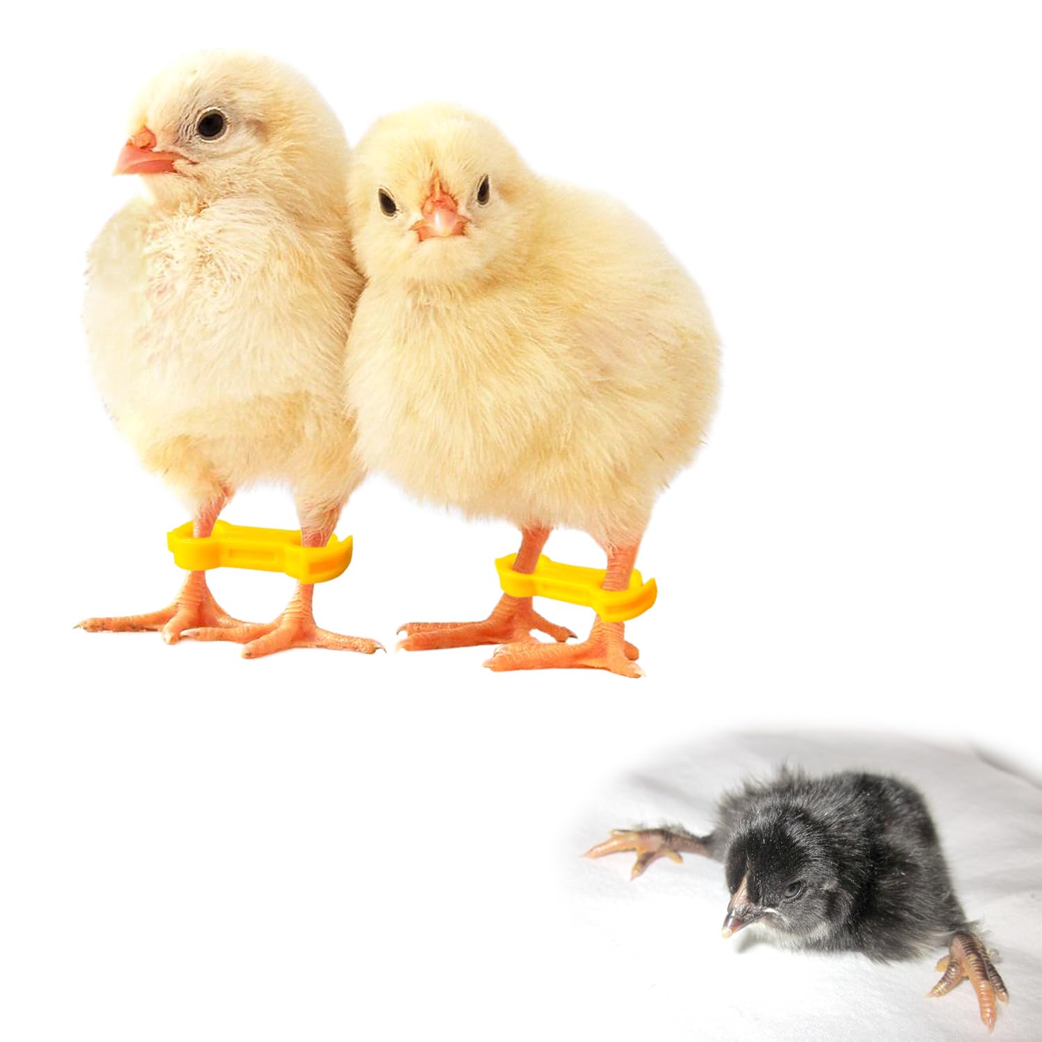 Amazon.com: 10 Pack Baby Chick Leg Hobbles Chicken Hobble Braces for ...