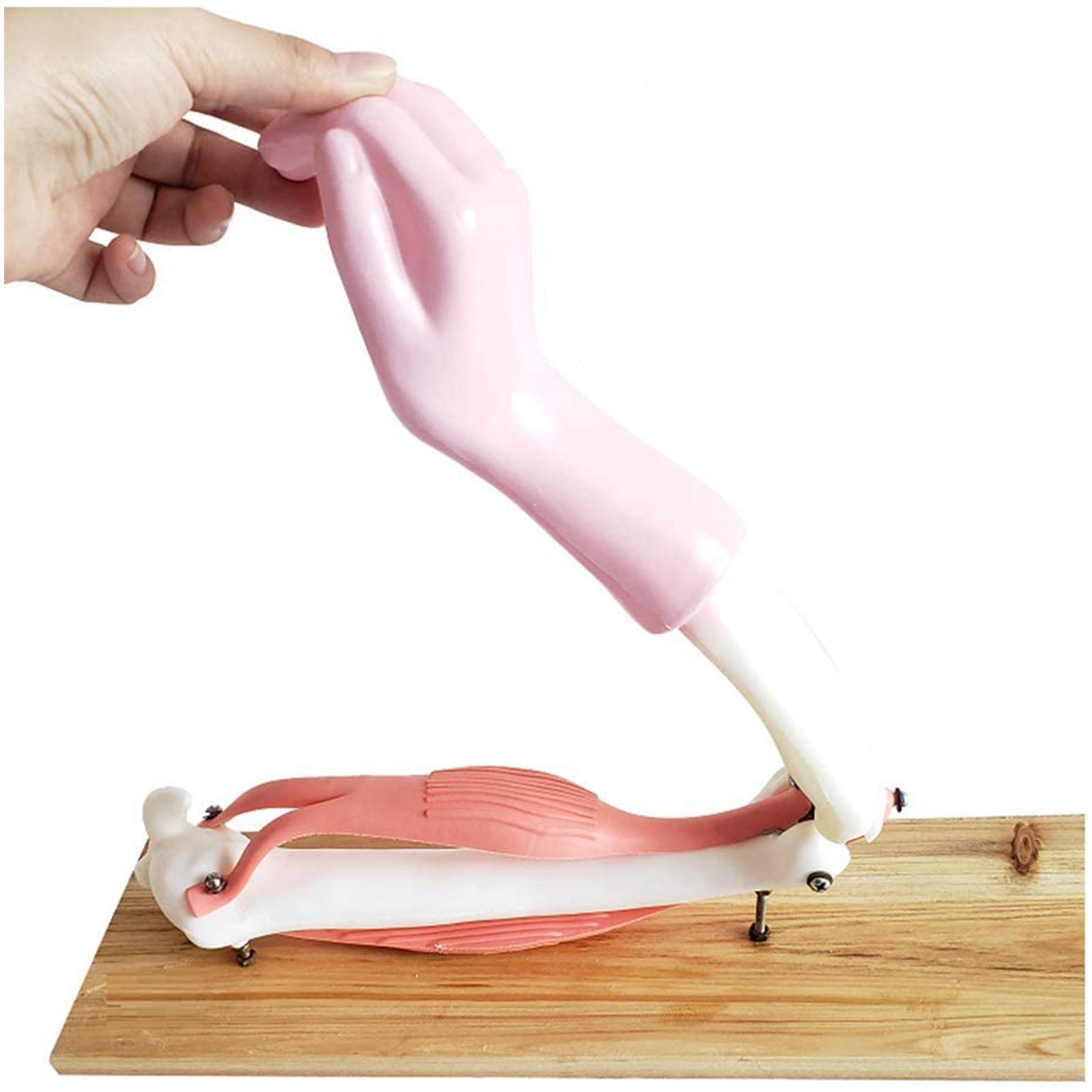 Lbylyh Education Instrument Of The Biology Of The Undergraduate ...