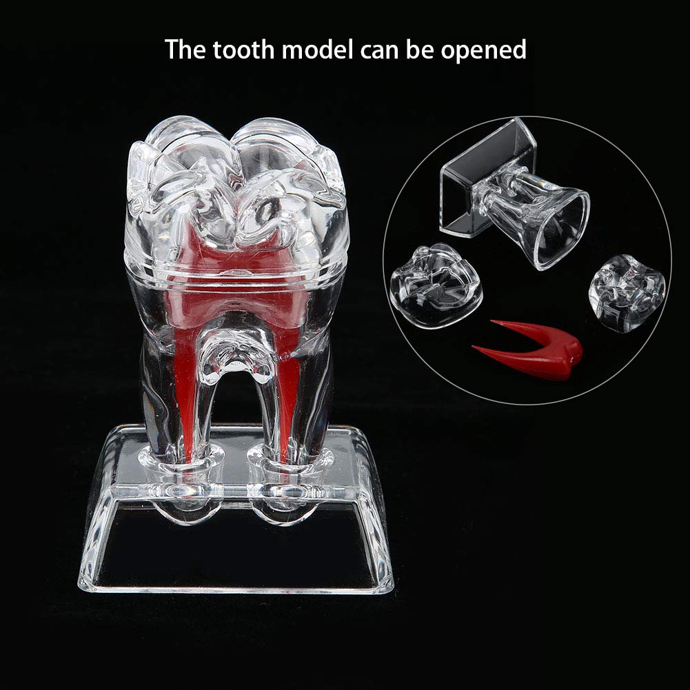 Snapklik.com : Teeth Demonstration Model, Dental Teaching Model, Dental ...