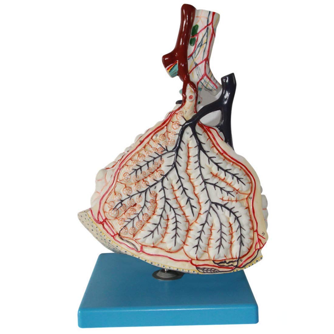 Anatomía Lobular Del Pulmón Nomenclatura De Los Bronquios