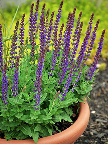 Annual Salvia Varieties