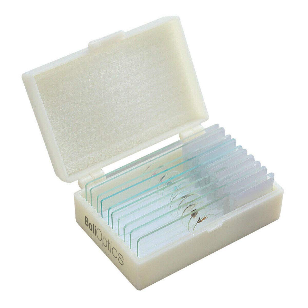 BoliOptics 11 Prepared Microscope Slides General Biology Specimen Set ...