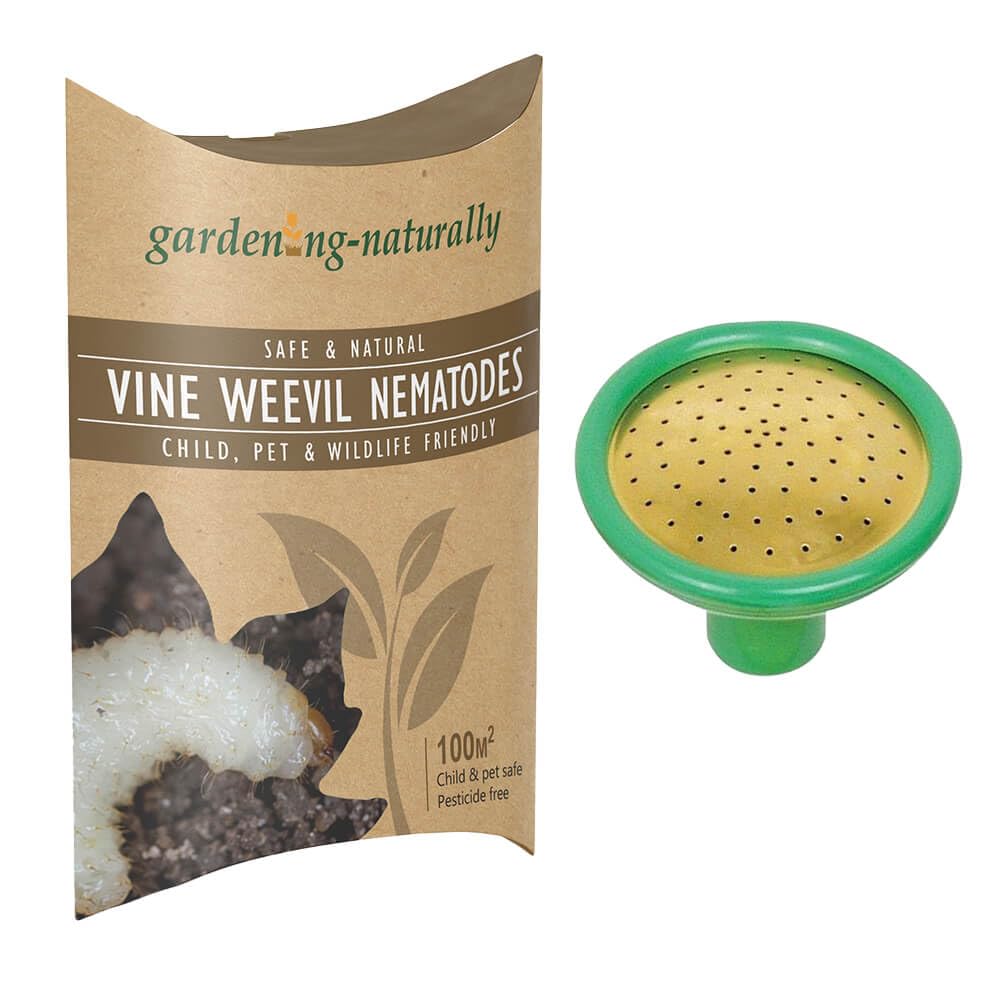 Vine Weevil Nematodes Treats 100 sq.m with Coarse Watering Can Rose ...