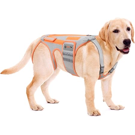 Amazon.com : BaoGuai Dog Back Brace for Arthritis, Dog Hip Brace for ...