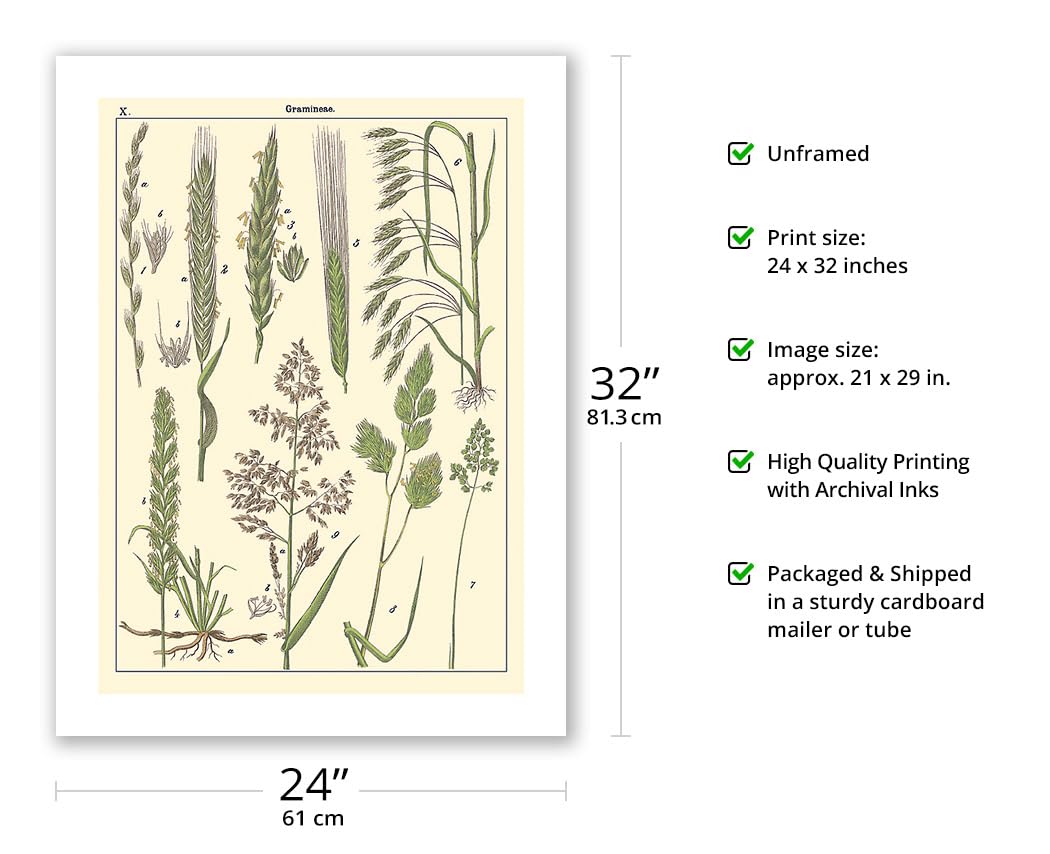 Wheat Botanical Drawing Grasses Plant Kingdom Victorian Botanical