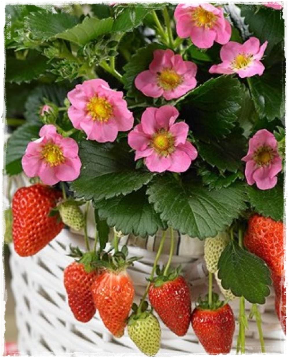 Planta De Fresa Con Flores Rosas Descubre La Planta De Fresa 13 Cm