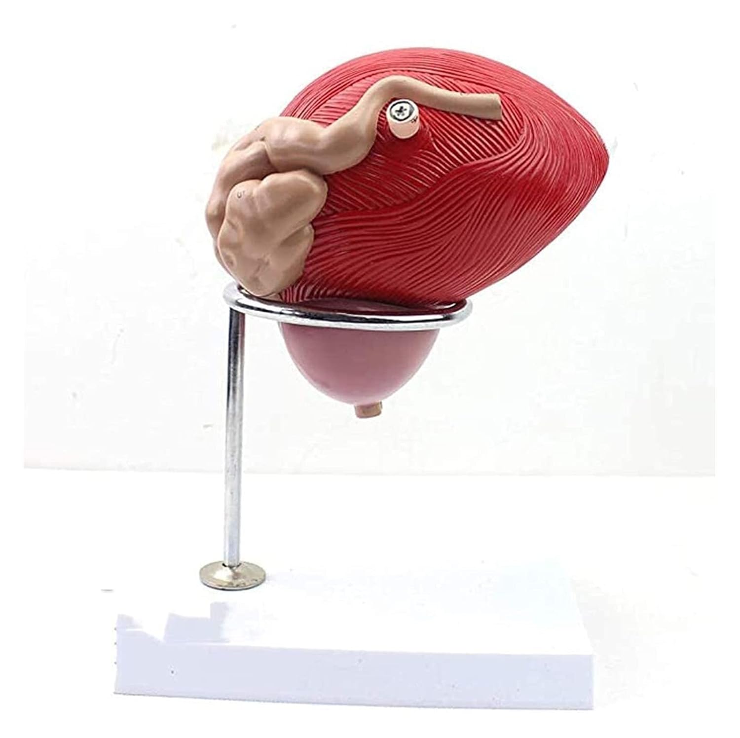 Anatomical Model, Human Bladder Prostate Model Genitouranary Anatomy ...
