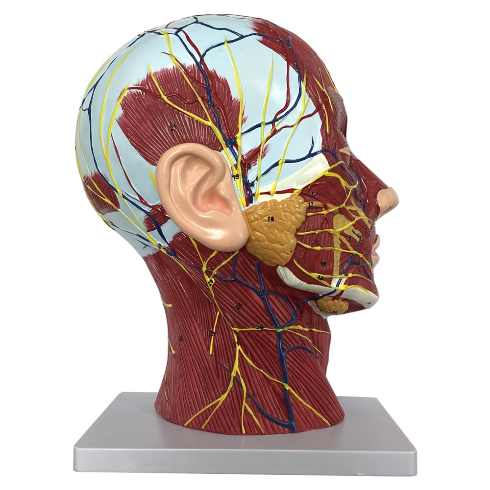 Human Half Head Superficial Neurovascular Model with Musculature, Life ...