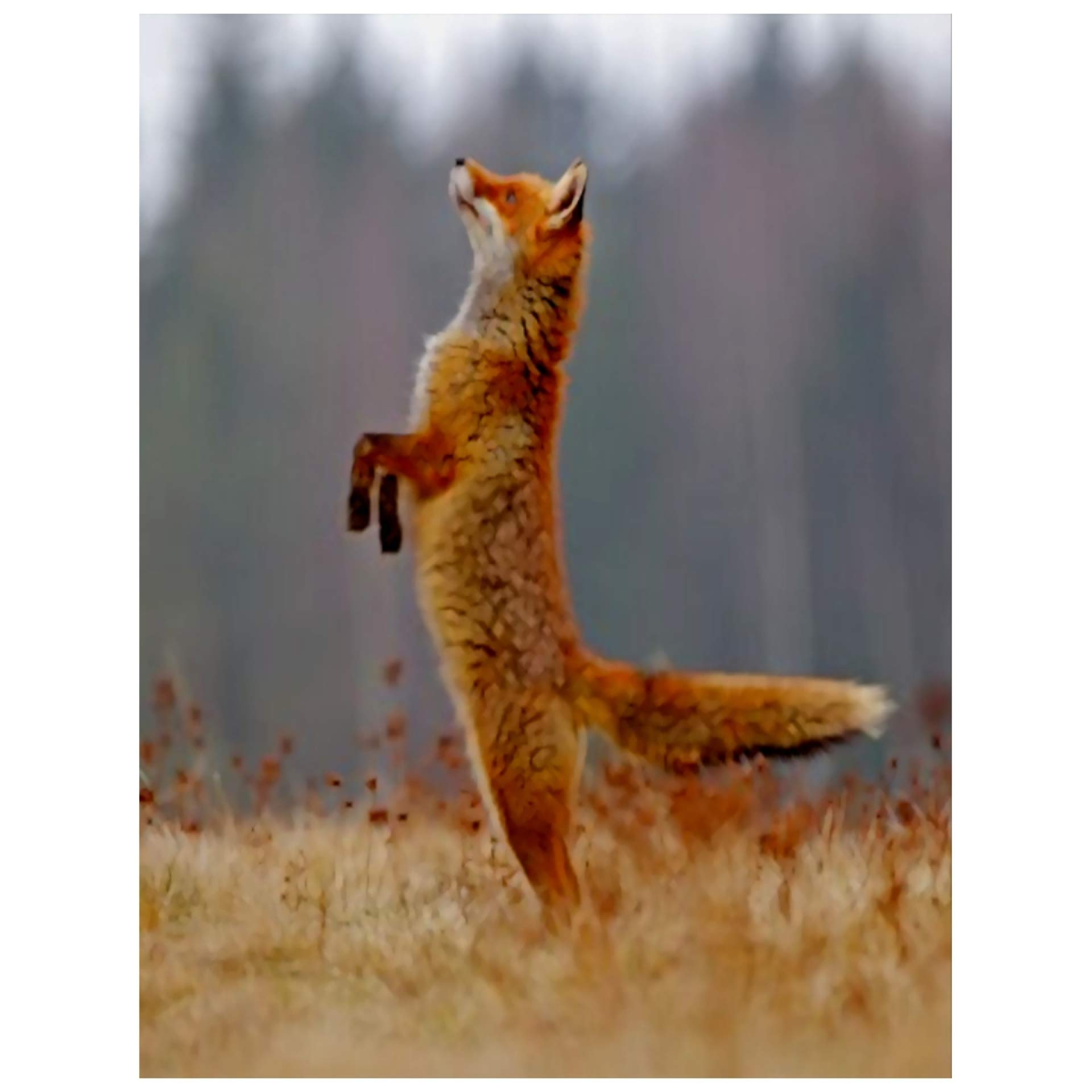 Red Fox Jumping