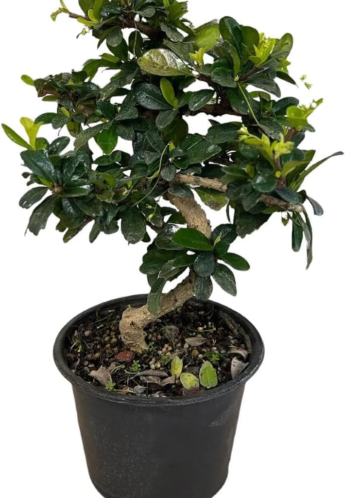 Amazon.com : EZ Growing Plants Live : Bonsai Fukien Tea Tree Grows in ...