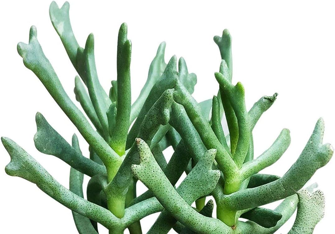 Amazon.com : Elkhorn Plant Rhombophyllum 2 inch - Healthy Succulent ...