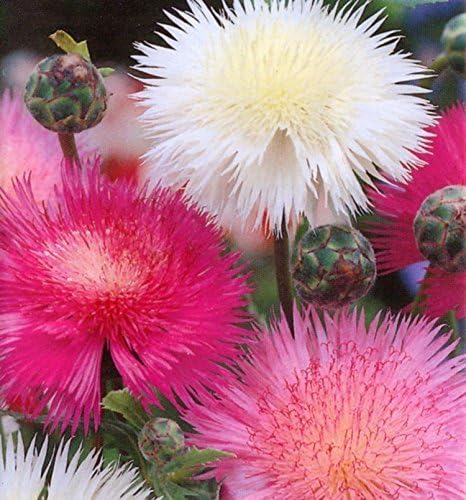Amazon.com : sweet sultan, FRAGRANT CUT FLOWER, 90 SEEDS! : Patio, Lawn ...