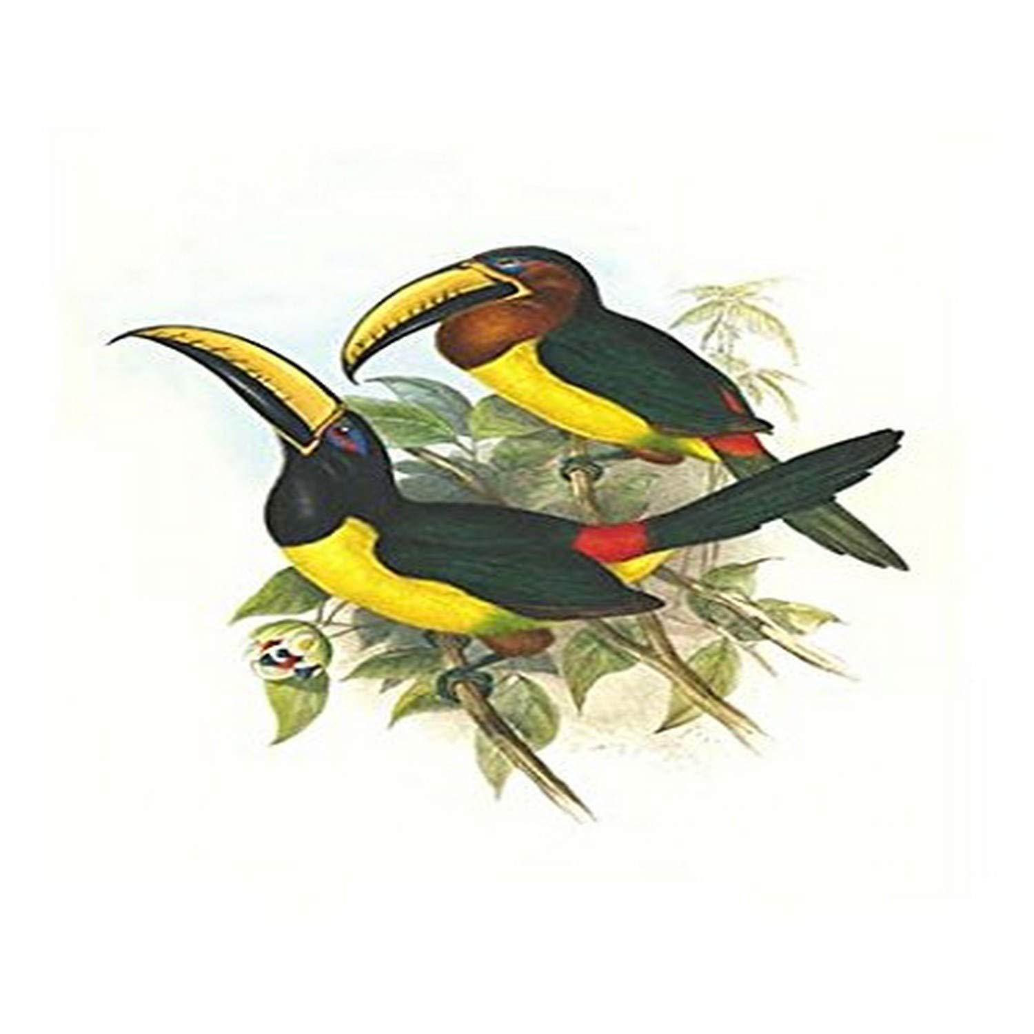 Lettered Aracari