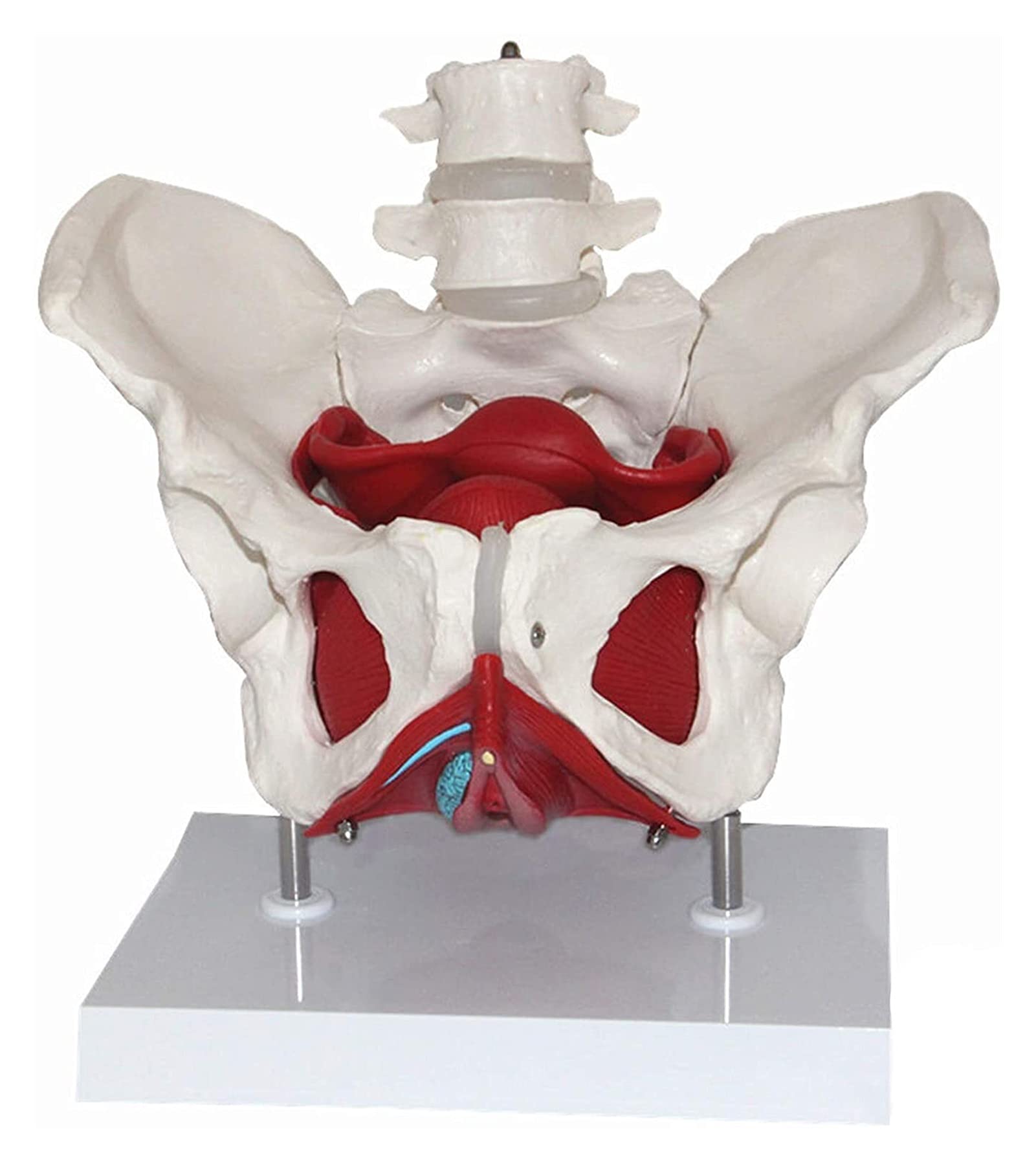 Buy Organ Model Anatomy Model Of Female Pelvis| Anatomical Model ...