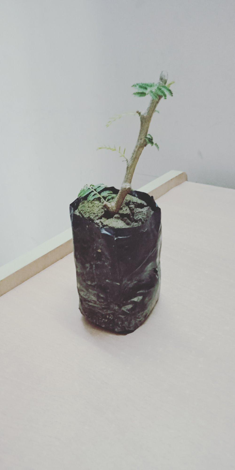 Lalita ji crystal MG Naturals Shami Tree/Banni Tree/Vanni Maram- Live ...