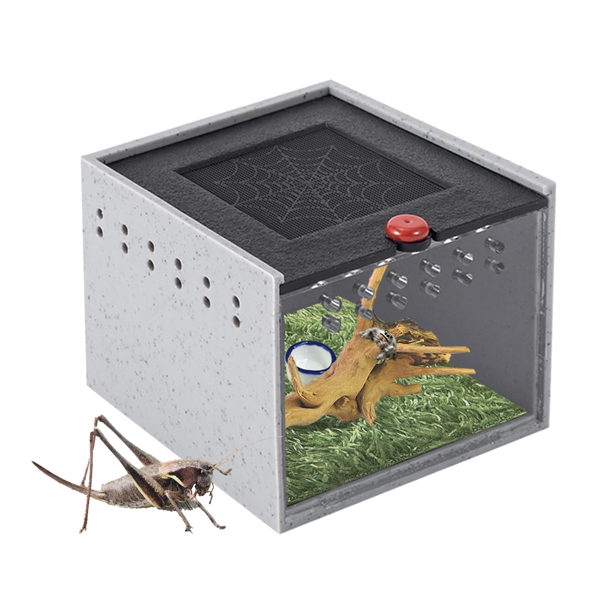 Amazon.com : MXOYOXM Acrylic Jumping Spider Enclosure,Spider Terrarium ...