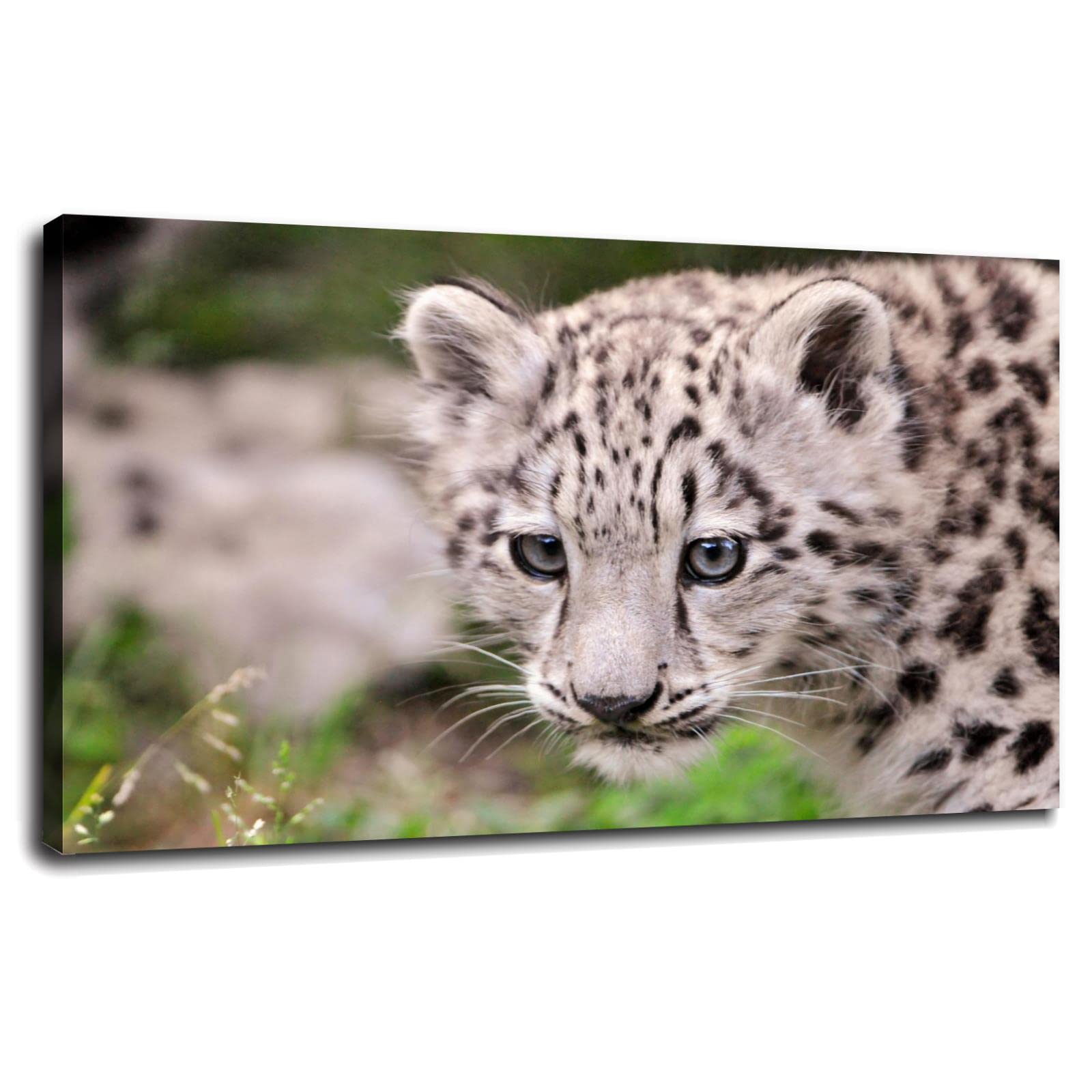 Snow Leopard Cubs Playing In Snow