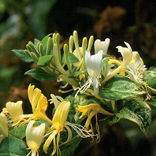Ansell's ® 'Lonicera Honeysuckle Japonica Horwood Gem' Plant In 3 Litre ...